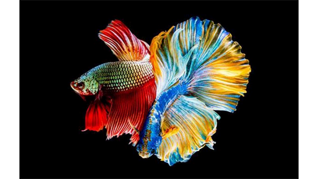 Mô hình kỹ thuật nuôi cá betta mang lại tiền tỷ ở Miền Tây - Thủy Hải ...
