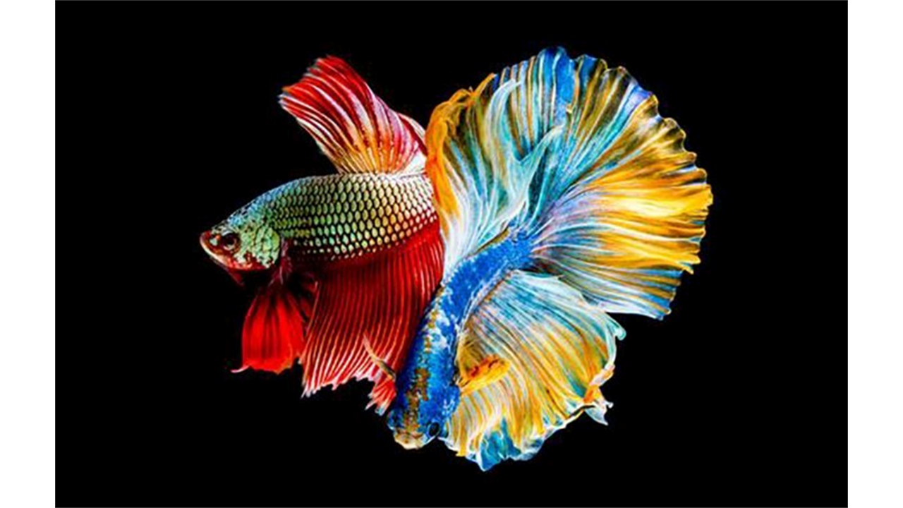 Mô hình kỹ thuật nuôi cá betta mang lại tiền tỷ ở Miền Tây - Thủy Hải ...