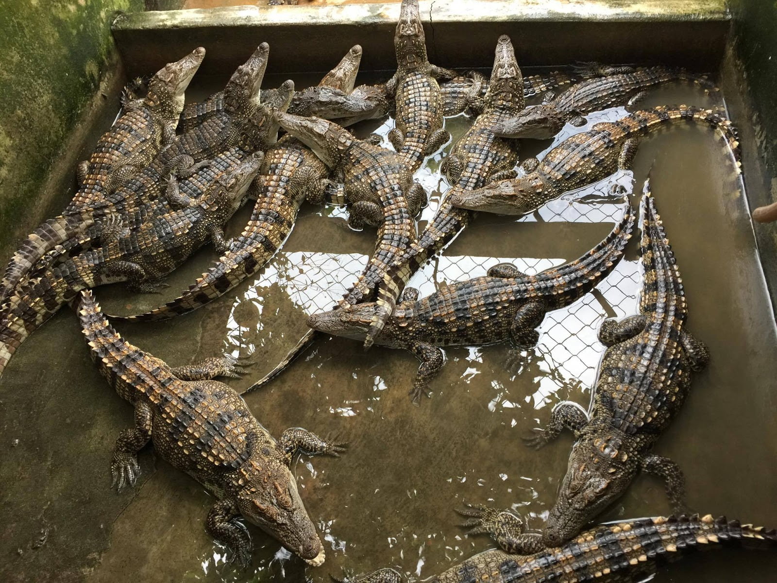 "Góc giải đáp" Mô hình nuôi cá sấu nào mang lại hiệu quả kinh tế cao ...