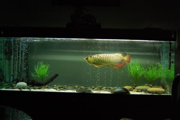 Chia sẽ kinh nghiệm về mô hình nuôi cá rồng tốt nhất Việt Nam - Thủy ...